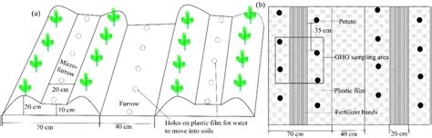 Experimental Layout For Ridge Furrow With Plastic Film Mulching