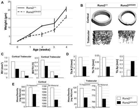 Runx2 Activity In Committed Osteoblasts Is Not Essential For Embryonic Skeletogenesis
