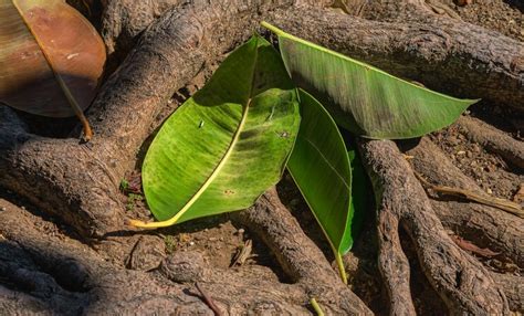 Free Photo Ficus Leaves On Tree Roots Abundant Plant Root System