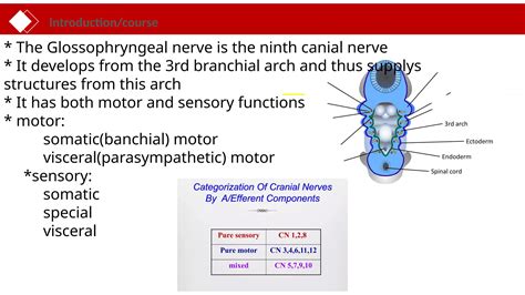 Glossopharyngeal Nerve Anatomy Function And Clinical Significance Ix Cranial Nerve Pathways