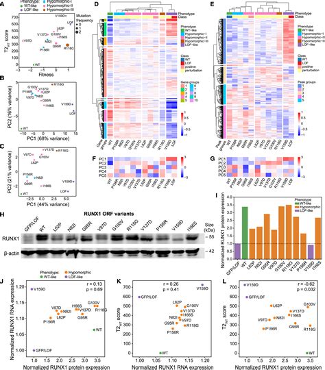 Interface Guided Phenotyping Of Coding Variants In The Transcription Factor Runx1 Cell Reports