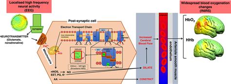 Figures And Data In Using Multi Modal Neuroimaging To Characterise Social Brain Specialisation
