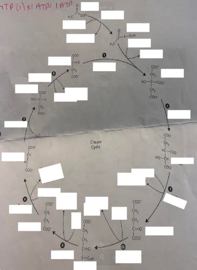 Citrate Pathway Diagram Quizlet Citrate Pathway Diagram Quizlet