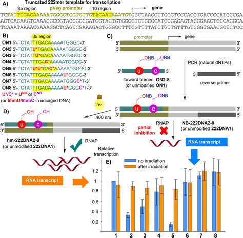 Dna Template Sequence