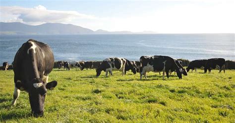 Dairy Sires Dovea Genetics Ai Supplies