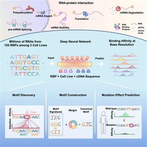 A Deep Learning Model For Characterizing Protein Rna Interactions From