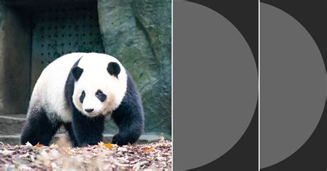 list pandas curated by andrew medium