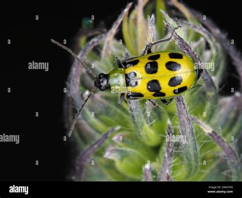 Spotted Cucumber Beetle