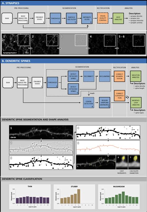 Image Analysis Of Synapses And Dendritic Spines Download Scientific