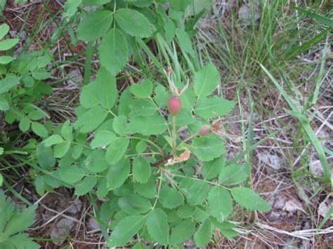 Нохойн хошуу Анхбаяр Лхагвадорж Flickr