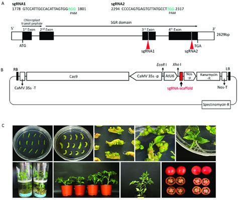 Clustered Regularly Interspaced Palindromic Repeat Download