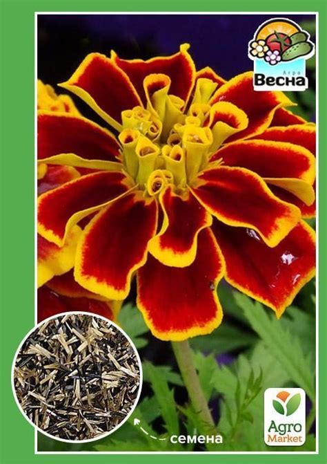 Бархатцы "Вишневый браслет" ТМ "Весна" 0.3г купить почтой в Одессе ...