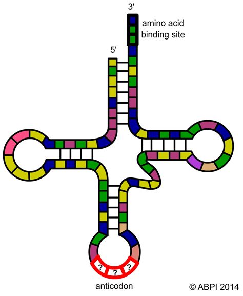 Trna Binding Sites