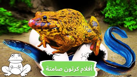زوجان من الضفادع يحميان البيض ضد سمك السلور 🐸 أفلام كرتون صامتة ـ رسوم