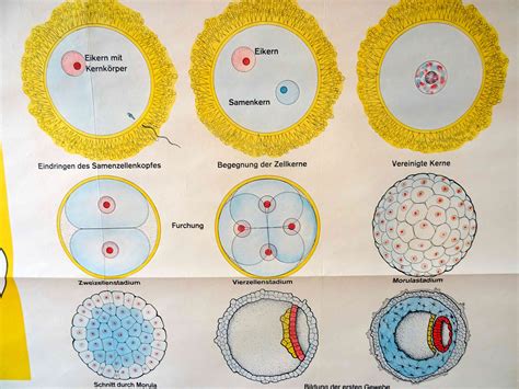 Vintage School Chart Fertilization Contributions To Sex Education Human Body Medicine 60s