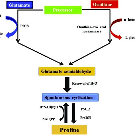 Pdf Regulation Of L Proline Biosynthesis Signal Transduction Transport Accumulation And Its