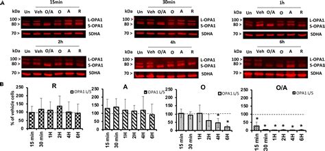 Mitochondrial F0f1 Atp Synthase Governs The Induction Of Mitochondrial Fission Iscience