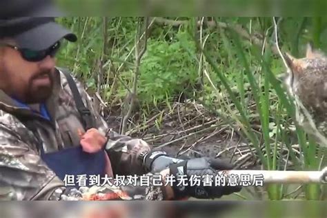 猫头鹰站在湖面上，男子发现不对劲，赶紧跳了下去湖面男子猫头鹰