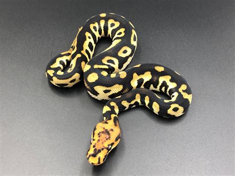 Dark Knight Chocolate Spotnose Clown Ball Python By Bcs Balls