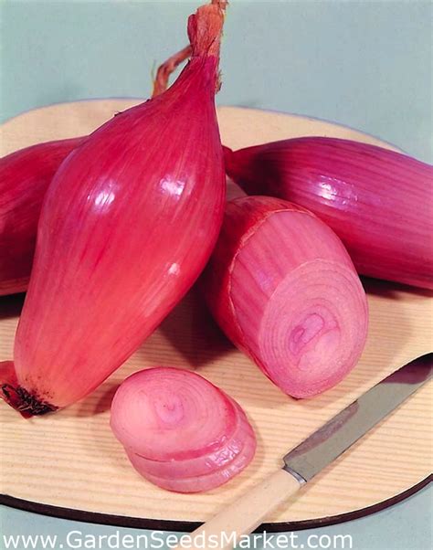 Sibul Rosa F1 100 Grammi Garden Seeds Market Tasuta Saatmine