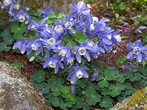 Аквилегия гибридная Спринг Меджик Блю энд Вайт (Spring Magic Blue ...