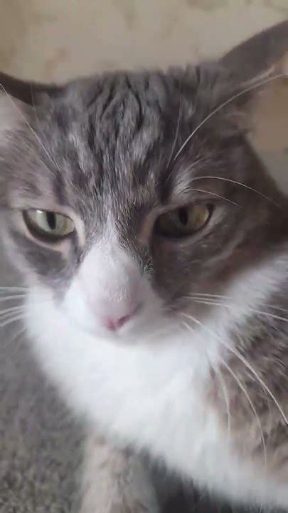 фредди фасбер Youtube