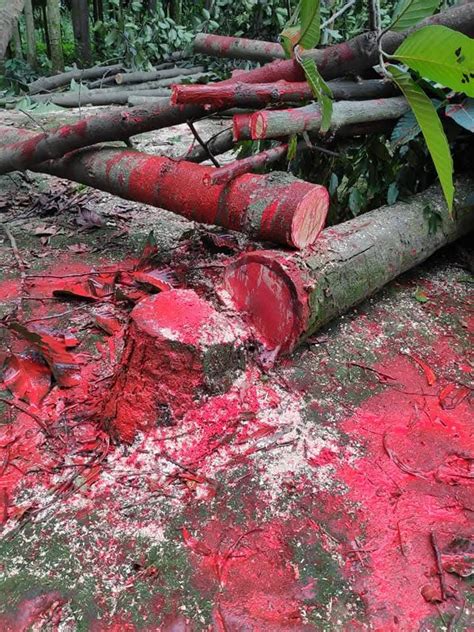 জাহাঙ্গীরনগর শান্তিনিকেতনে কাটা গাছ। শপিং লিস্ট উন্নয়ন রুখতে তখনও ছাত্ররা আন্দোলন করে দশতলা