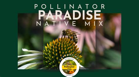 Celebrate Pollinator Week 2025 With Earthwise Seed Co