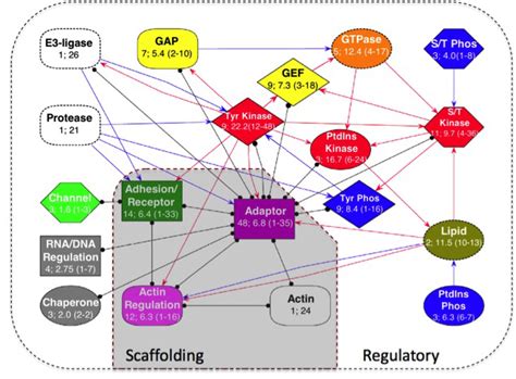 Adhesion Diversity And The Integrin Adhesome Network Benny Geigers