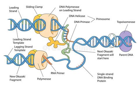 Dna Replication Process Molecular Illustration Stock Illustration Illustration Of Genetics