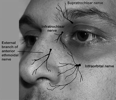 Local Anesthesia Nose At Joan Byrd Blog