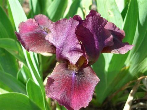Sdb Iris Germanica Nut Ruffles Beautiful Purple Flower