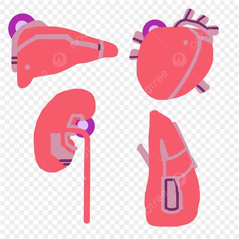 인간의 내부 장기 일러스트 치료 약 인체 Png 일러스트 및 Psd 이미지 무료 다운로드 Pngtree