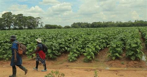 First Crop Assessment Nears Completion Zimbabwe Situation