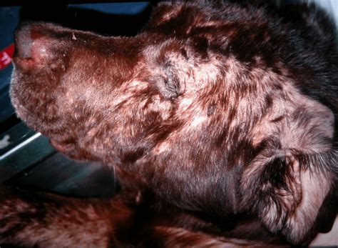 Atopic Dermatitis Vs Allergic Dermatitis In Dogs At Dorothy Bufkin Blog