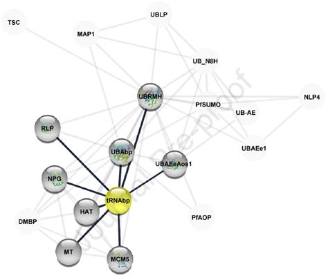 Protein Network Interaction Diagram For Trna Binding Protein Trnabp