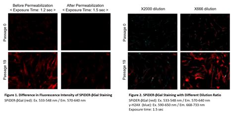cellular senescence detection kit spider βgal nagase thailand