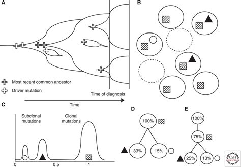 Principles Of Reconstructing The Subclonal Architecture Of Cancers