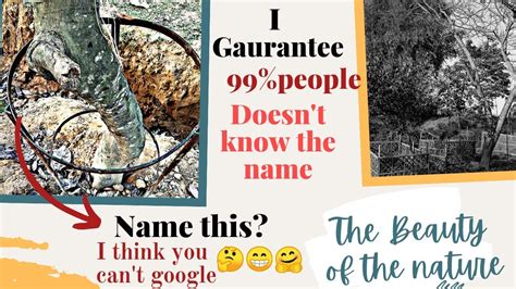 99log Naam Nahi Jaantekyungardeningtree Youtube