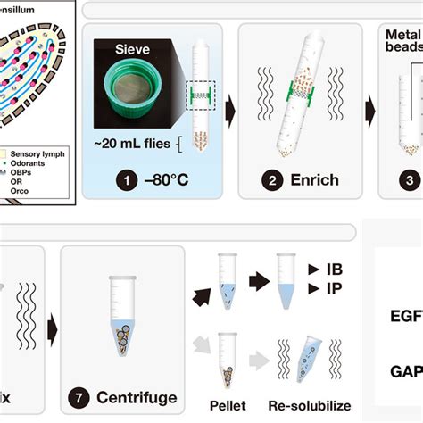 Size Specific Olfactory Tissue Enrichment Accompanied With Bead