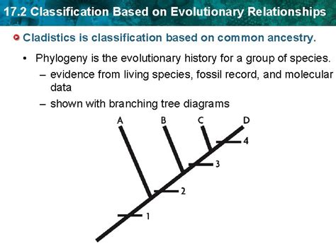 17 2 Classification Based On Evolutionary Relationships Key