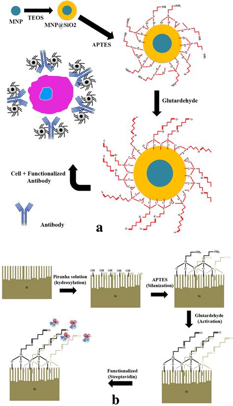A Schematic Representation Of The Surface Functionalization Of