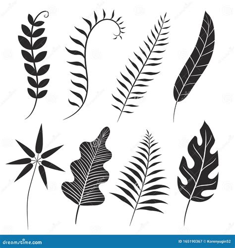 Palm Leaf Silhouette Monstera Frond Plant Leaves Silhouettes And