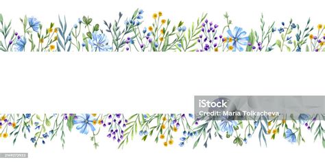 초원 피는 식물입니다 야생화 허브의 긴 수평 프레임입니다 노란색 파란색 보라색 꽃입니다 텍스트 공간을 복사합니다 흰색 배경에 고립된 수채화 그림입니다 인사말 초대장 0명에