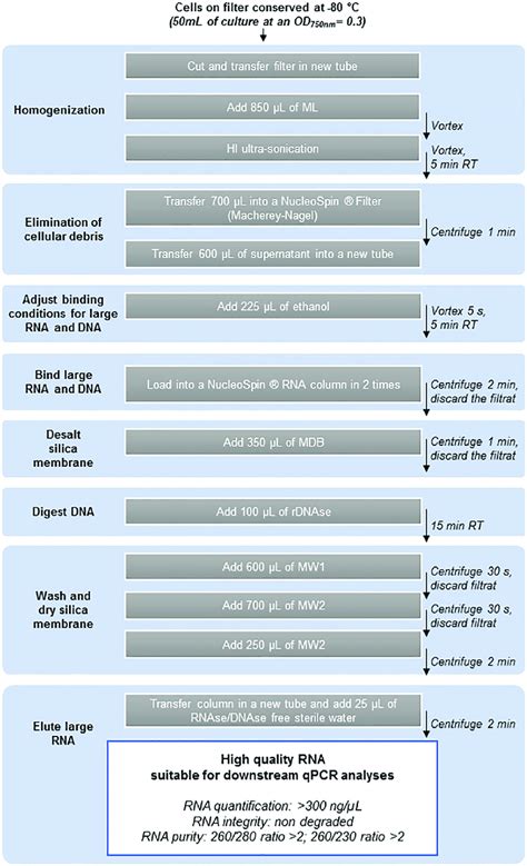 Optimized Rna Extraction Procedure For P Agardhii Rna Quantification Download Scientific