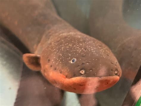 Alguns Peixes Como O Poraquê Fdplearn