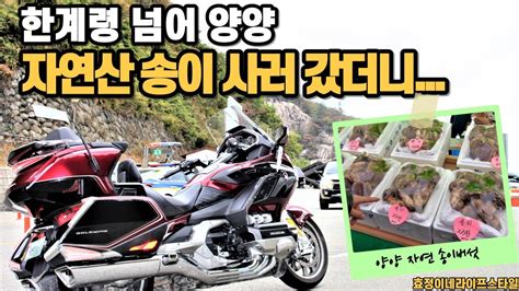 한계령 넘어 양양 자연산 송이 사러 갔더니 한계령 우중투어 골드윙dct 부부힐링바이크여행 Youtube