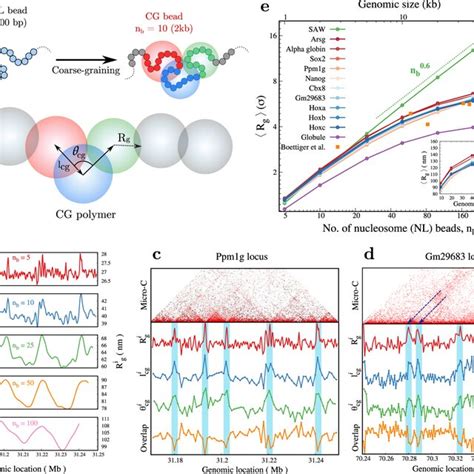 Angle Distributions Of Chromatin Segments Revealing Bendability A