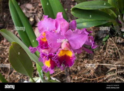 Beautiful Cattleya Orchid For Exhibition Large Size And Intense Color