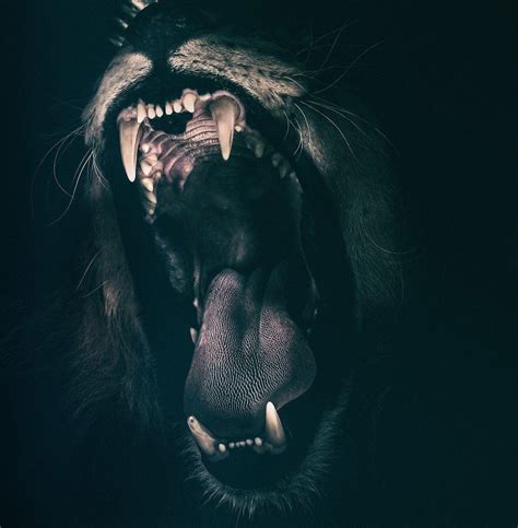 Lion Roaring 4k Ultra Hd Wallpapers Top Free Lion Roaring 4k Ultra Hd